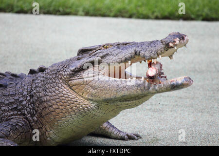 Saltwater Crocodile (Crocodylus porosus) eating a fish, King Ash Bay ...