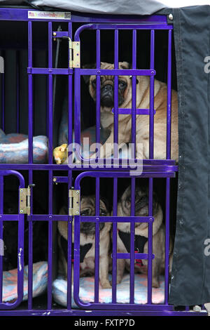 Pug dog, Crufts Dog Show Stock Photo - Alamy