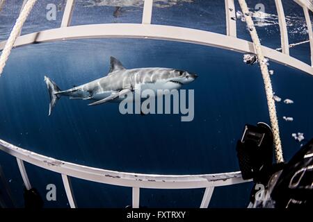 Side view of Great White Shark, Carcharodon carcharias, isolated on ...