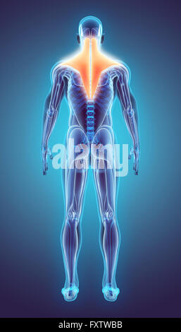 3D illustration of Trapezius, Part of Muscle Anatomy Stock Photo - Alamy