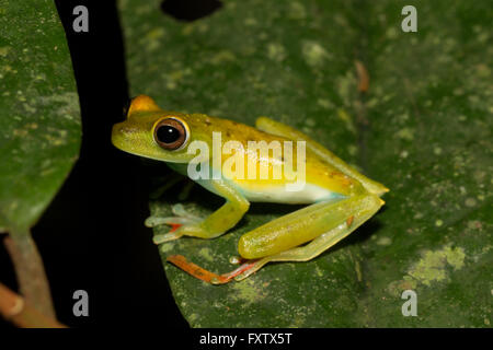 The Scarlet-webbed or Red-webbed Tree Frog is found in Costa Rica ...