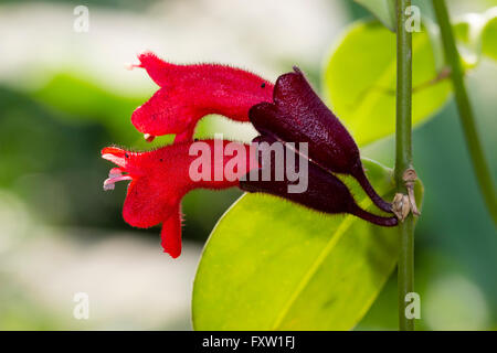 Lipstick Plant with flowers. Aeschynanthus radicans Jack on white ...