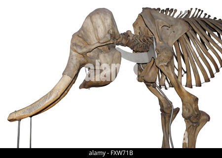 Skull of an Indian Elephant (Elephas maximus), side view Stock Photo ...