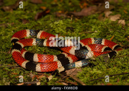 Allen's Coral Snake - Micrurus alleni Stock Photo - Alamy