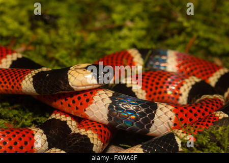 Allen's Coral Snake (Micrurus alleni) portrait of venomous snake with ...
