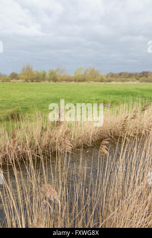 Views across marshland from the Beccles Marsh trail Suffolk, England ...