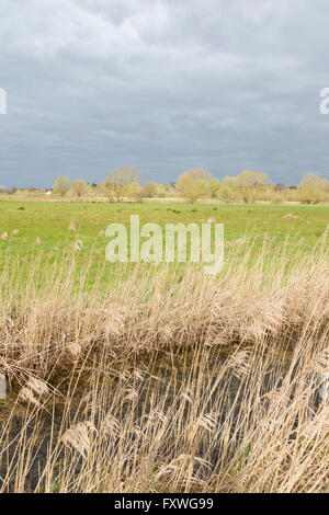Views across marshland from the Beccles Marsh trail Suffolk, England ...