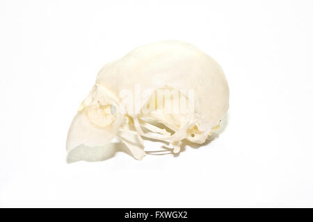 Budgie Skull on White Background Stock Photo - Alamy