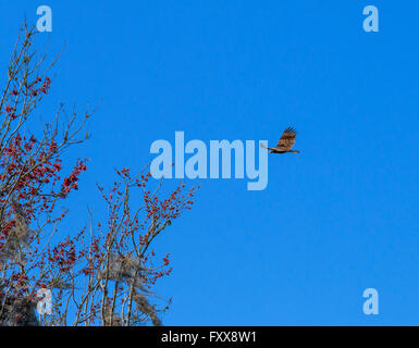 The Cooper's hawk (Accipiter cooperii), a medium-sized bird of prey, is ...