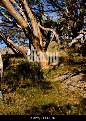 Australia: Snow Gums, Snowy Mountains, NSW Stock Photo - Alamy