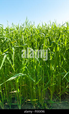 Grainfield under a blue sky in spring Stock Photo - Alamy