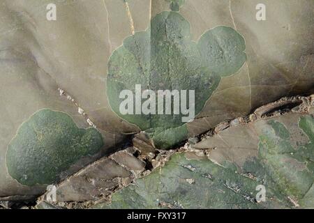 Patches of Wart lichen (Verrucaria mucosa / Wahlenbergiella mucosa ...