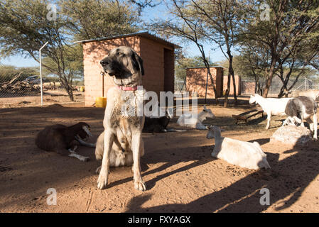 Namibia - Sheep on farm in Africa Stock Photo - Alamy