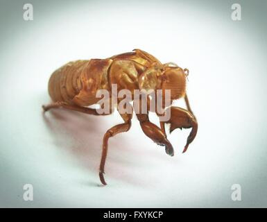 cicada slough Stock Photo Stock Photo - Alamy