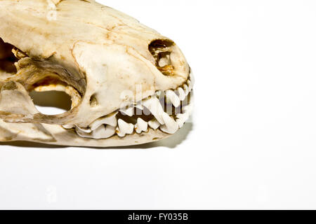 A stoat or weasel skull on white background Stock Photo - Alamy