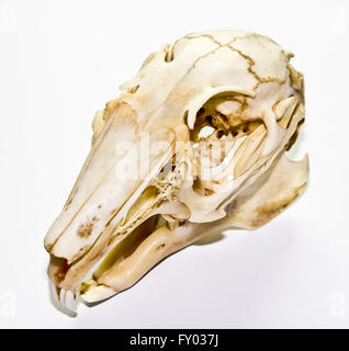Rabbit Skull on white background Stock Photo - Alamy