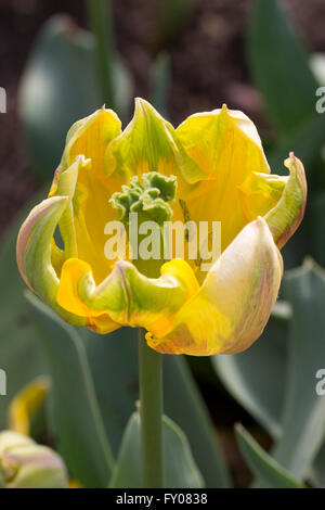 tulipa princess irene,tulip princess irene,tulipa prinses irene,tulips ...