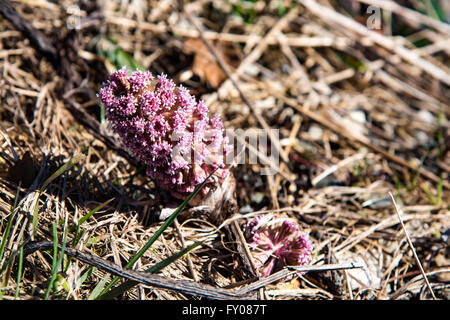first spring flowers in Bavaria in Germany Stock Photo - Alamy