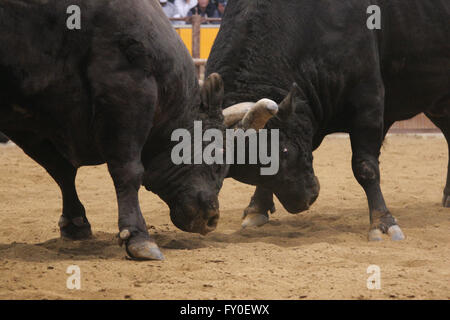 Tougyu Japanese bullfight sporting event Uwajima Japan Stock Photo - Alamy