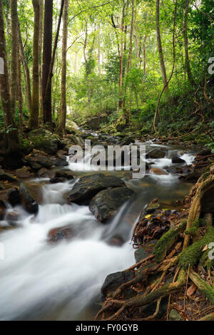 Stream in the tropical forest Stock Photo - Alamy