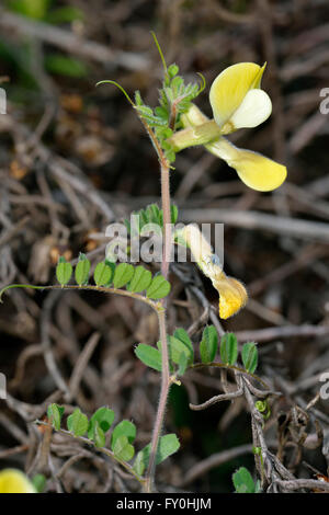 Hairy Yellow-vetch (Vicia hybrida Stock Photo - Alamy