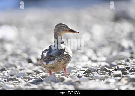 Rear view of wild mallard ducks standing by the side of a UK river in ...