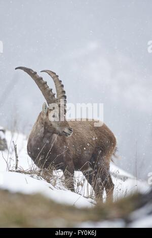Alpine Ibex (Capra ibex), snow-covered mountain peaks behind, Mont ...