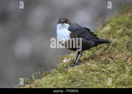 Common Dipper (Cinclus cinclus), adult bird walking through shallow ...
