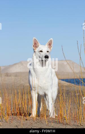 standing Berger Blanc Suisse Stock Photo - Alamy