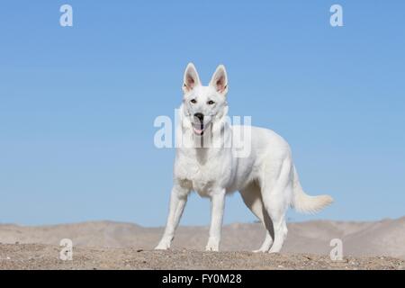 standing Berger Blanc Suisse Stock Photo - Alamy