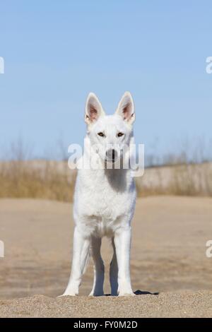standing Berger Blanc Suisse Stock Photo - Alamy