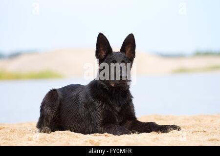 young German Shepherd Stock Photo - Alamy