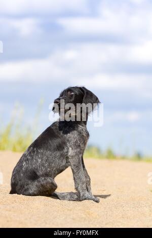 An Adult German Wirehair Pointer and a Black Lab Puppy Stock Photo - Alamy