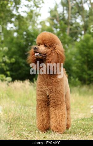 standing King Poodle Stock Photo - Alamy