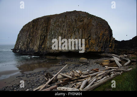 Drift Logs on Oregon Pacific Coast, Oswald West State Park, Short Sand ...