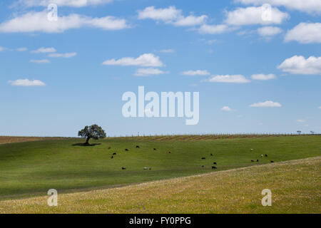 lonely tree at a farm in alentejo the south of Portugal typical ...