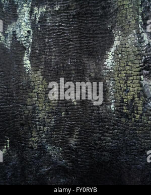 Details from Redwood National park in California, old trees covered ...