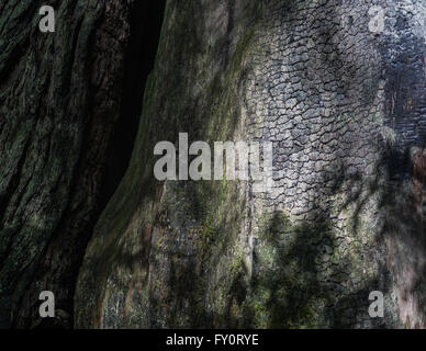 Details from Redwood National park in California, old trees covered ...