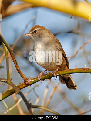 Cetti's Warbler (Cettia cetti) perched in Elderberry tree (Sambucus ...