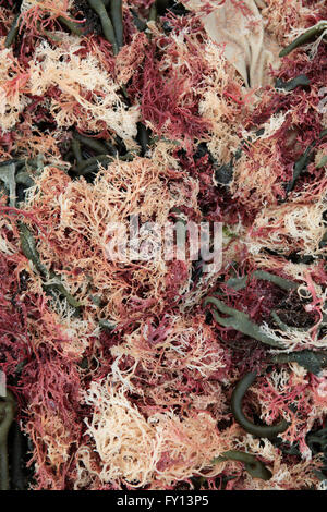 A full-frame, high-angle shot of a dense forest featuring a mix of pine ...