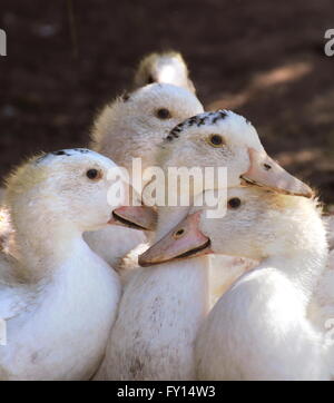Four cute ducklings outdoors Stock Photo - Alamy