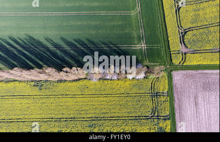 Bergheim, Germany. 20th Apr, 2016. A cherry tree in full bloom in ...