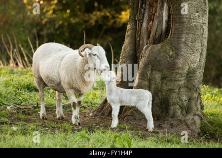 Corsham, UK. 20th April, 2016. New born lambs with their mothers enjoy ...