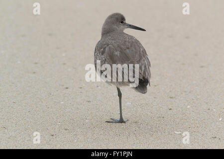 A one legged willet, a large shorebird in non-breeding plumage that ...