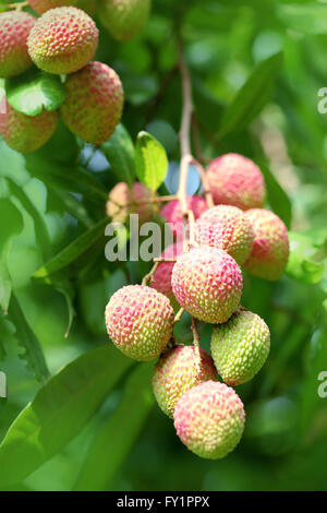 Lychee fruits, locally called Lichu. © Jahangir Alam Onuchcha/Alamy ...