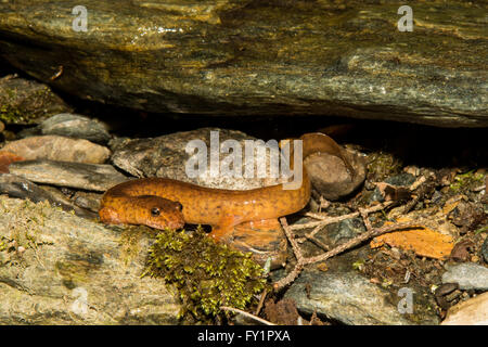 Northern Spring Salamander (Gyrinophilus porphyriticus), native to the ...