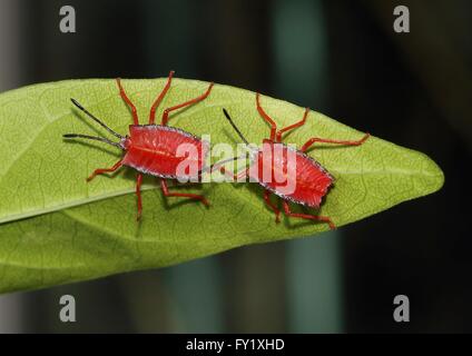 Nymph of the shield bug Pycanum rubens, bright red in color. This nymph ...