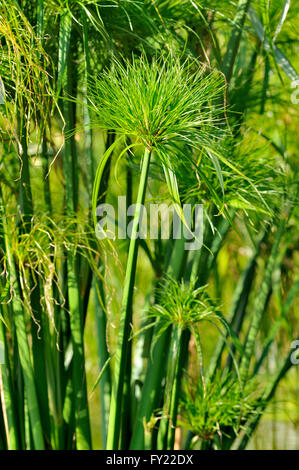 Papyrus sedge, Cyperus papyrus Stock Photo - Alamy