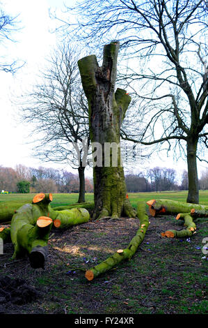 tree branches cut off Stock Photo - Alamy