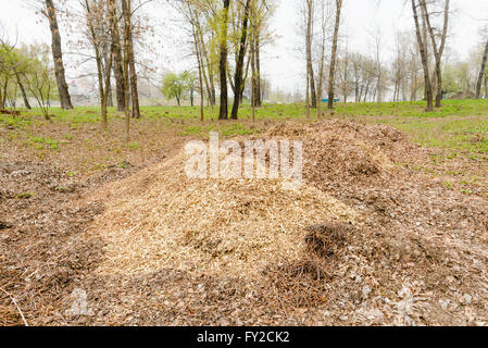 A heap of various crushed branches and leaves to prepare compost under ...